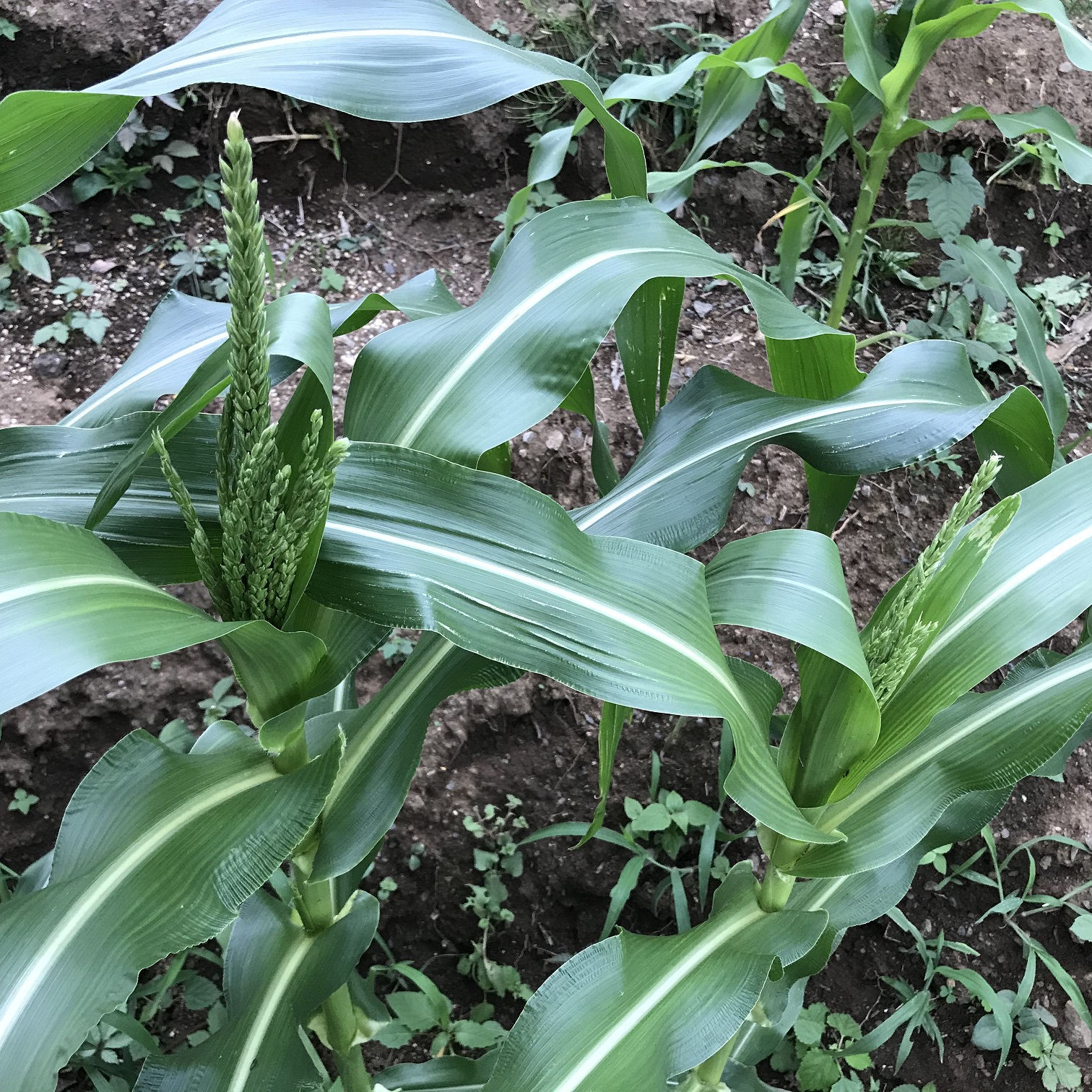 Corn cultivation report | 育ててみました。